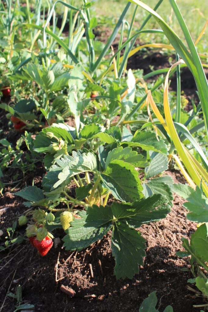 Natur hilft – Mischkultur im Garten – Unser grünes Glück
